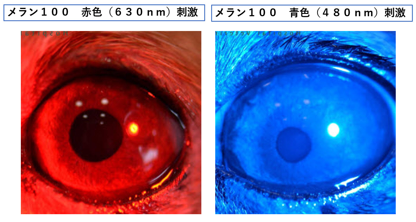 【こんな症例も治りますシリーズ 616】 『 犬の突発性後天性網膜変性（SARDS） 』も 適切な診断と治療で治します | 大和市のCT完備の ...